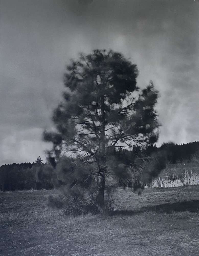 Tommy Nease | Jackson Fine Art