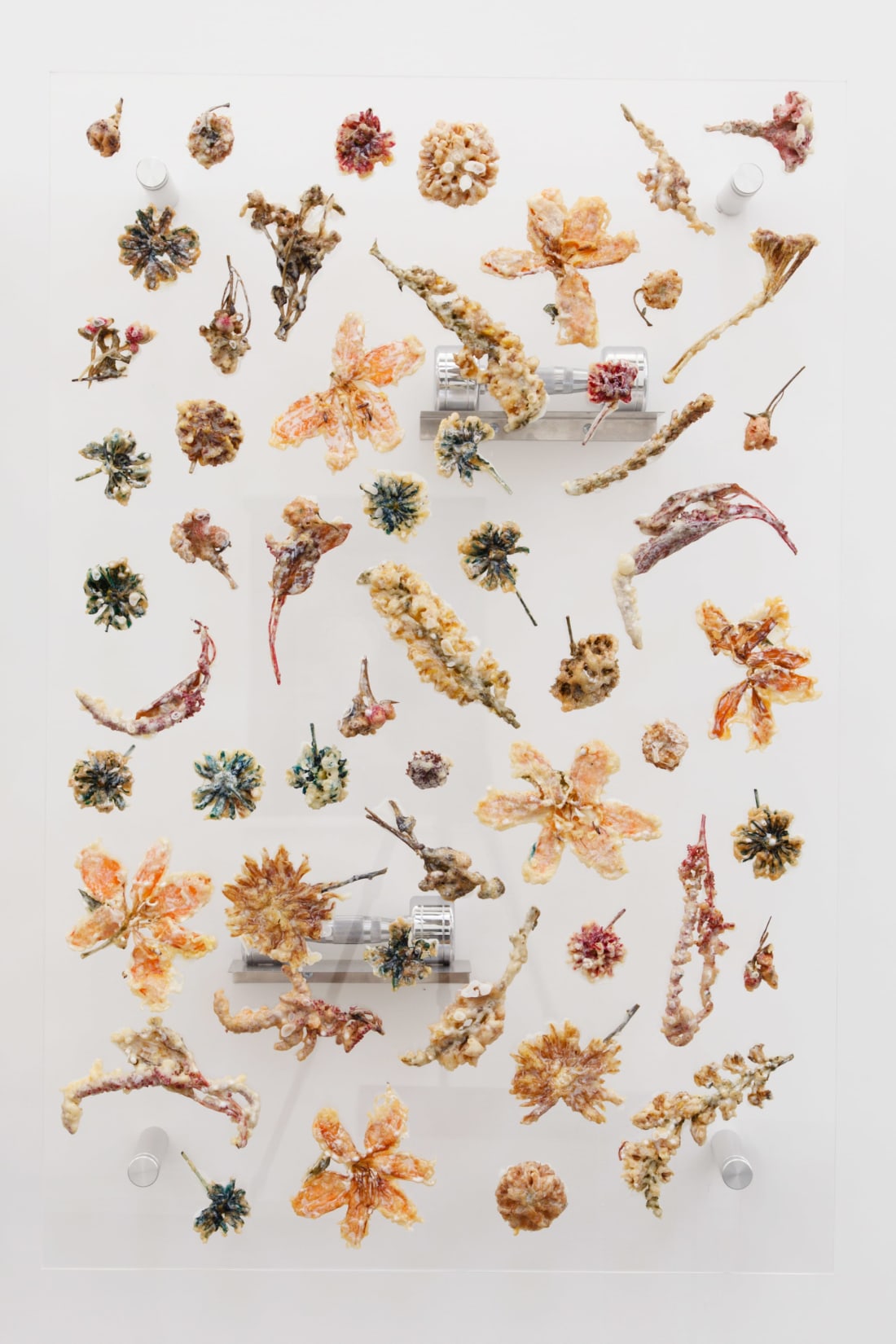 Anicka Yi | Esther Schipper