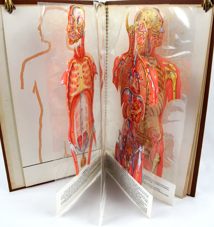 Wiki De Anatomía Humana