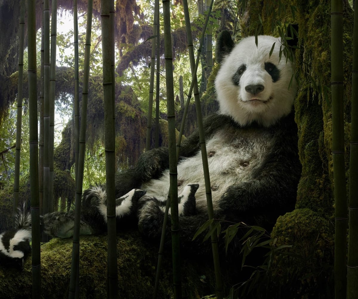 simen johan willgohs