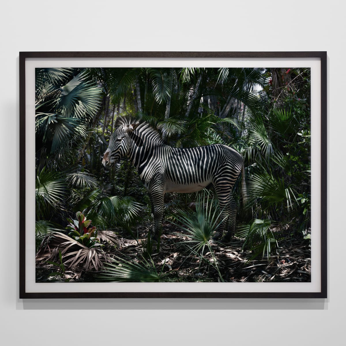 simen johan zebra