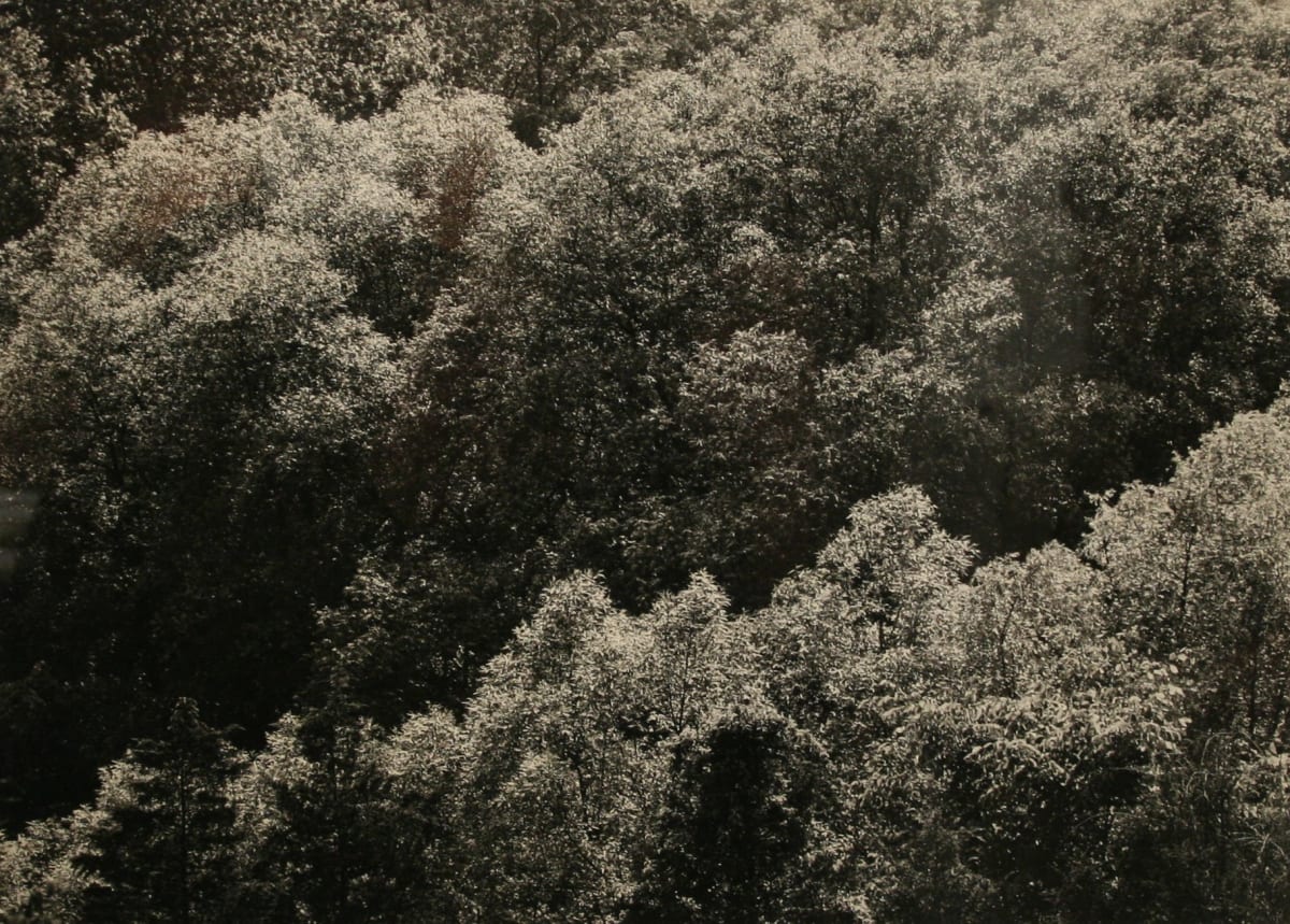 Edward Steichen | Bruce Silverstein