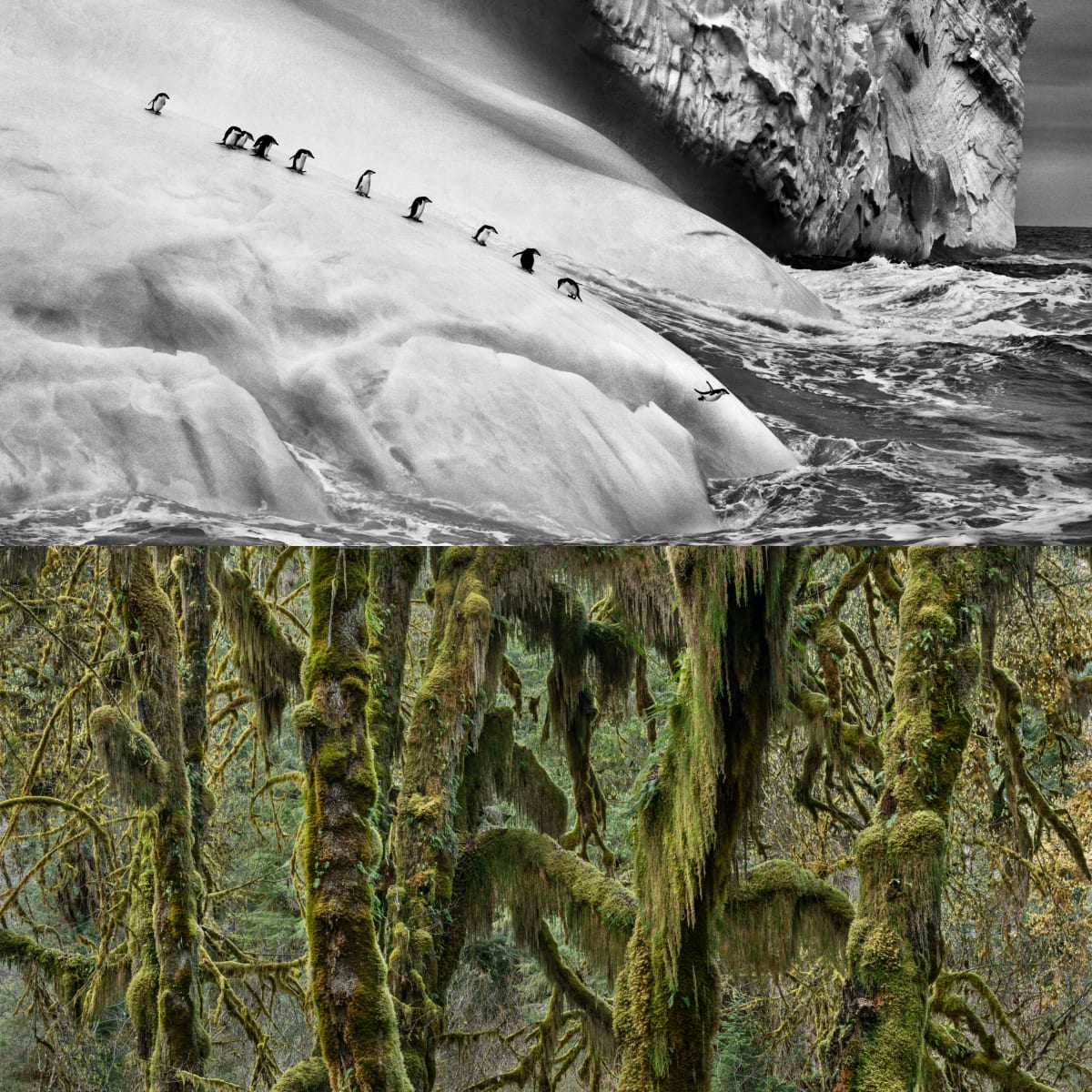 Exhibitions | Nicholas Metivier Gallery