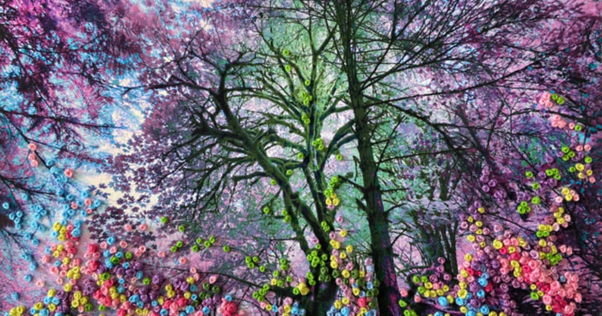 Adriene Hughes - The Secret Life of Trees | Black Box Projects