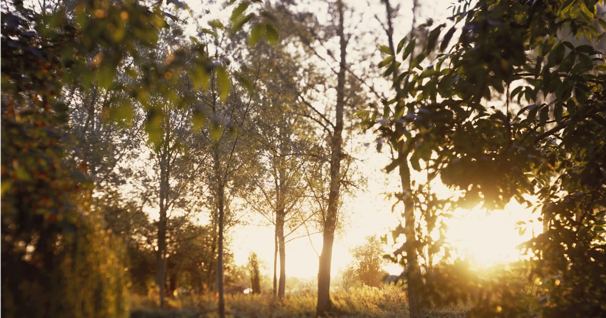 Steve Macleod - Overview | Black Box Projects