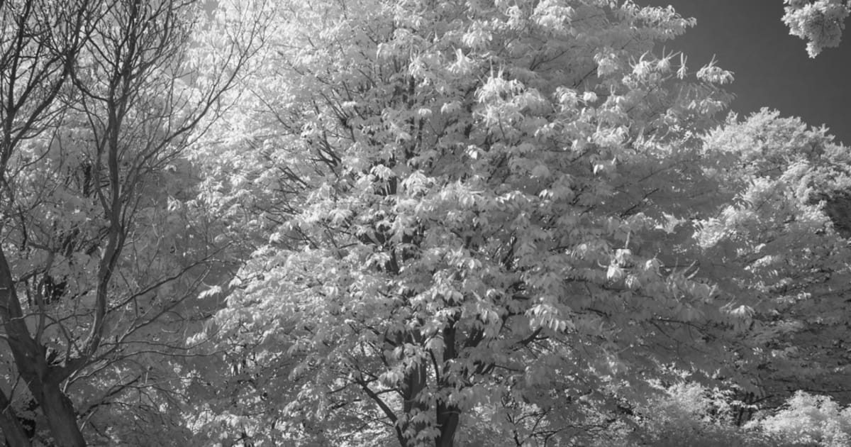 John Davies: Trees | THE HYMAN COLLECTION