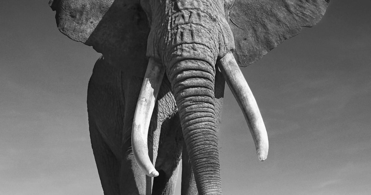 Elephants | Casterline|Goodman Gallery