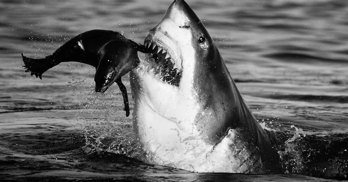 Aquatic | Casterline|Goodman Gallery