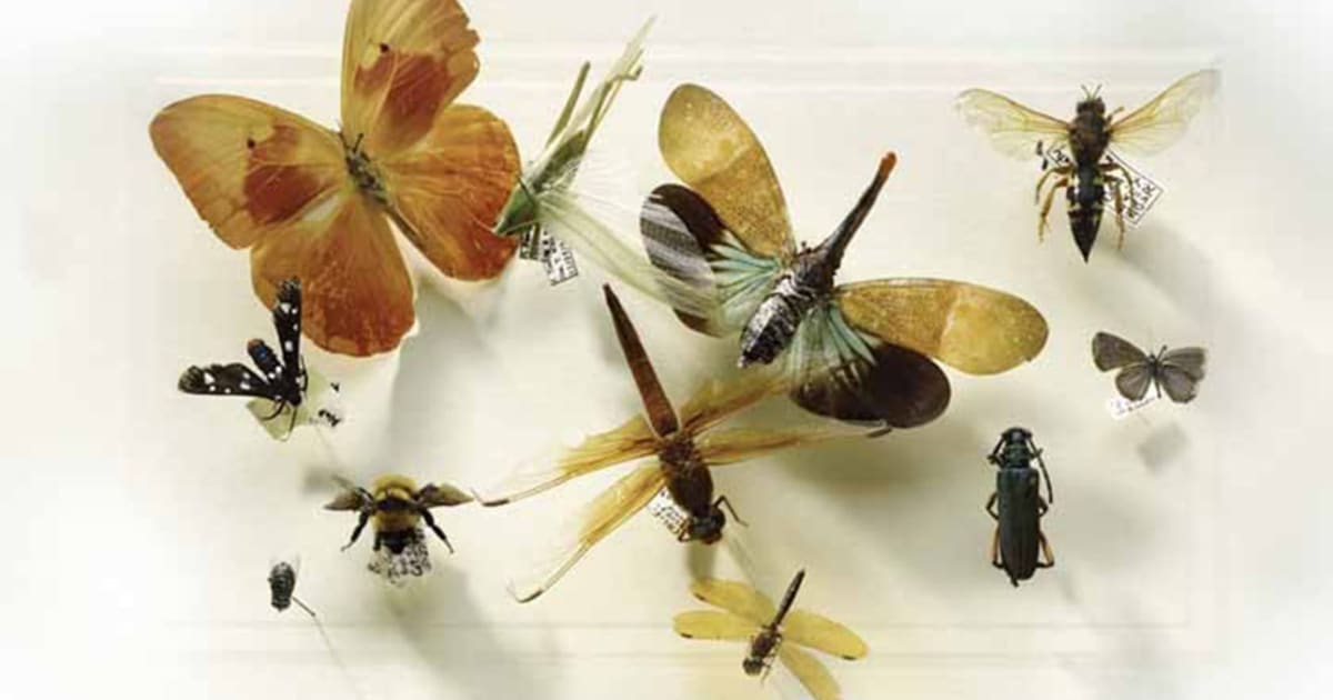 Laurie Rubin - Works | Chicago Art Source