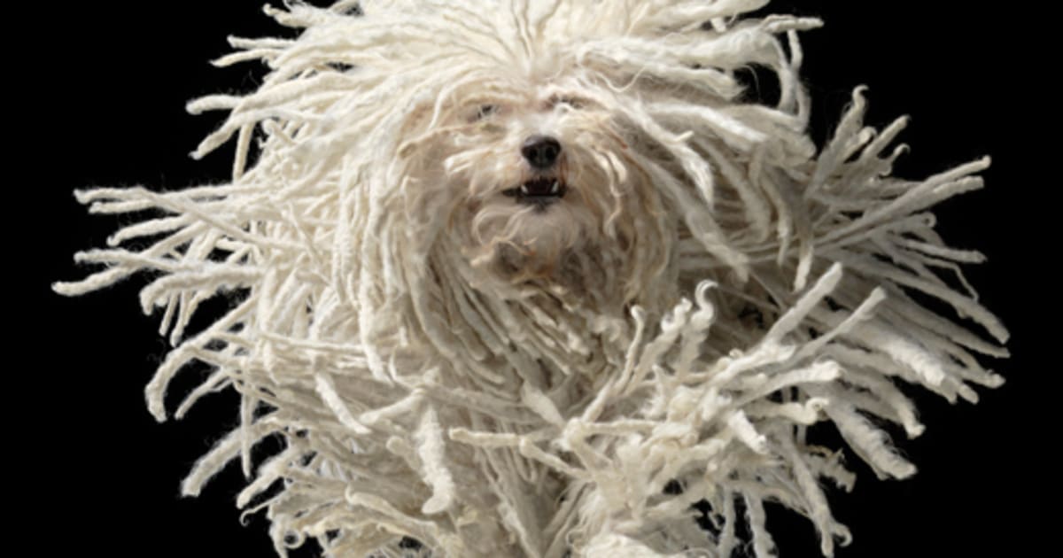 Tim Flach - Dog Gods | Echo Fine Arts