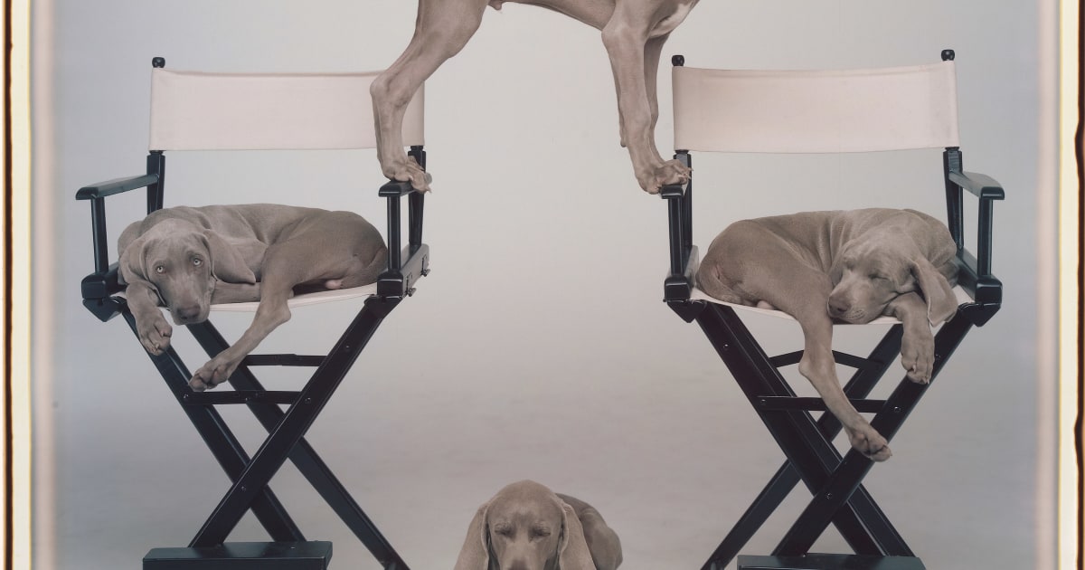 William Wegman | Galeria Alta