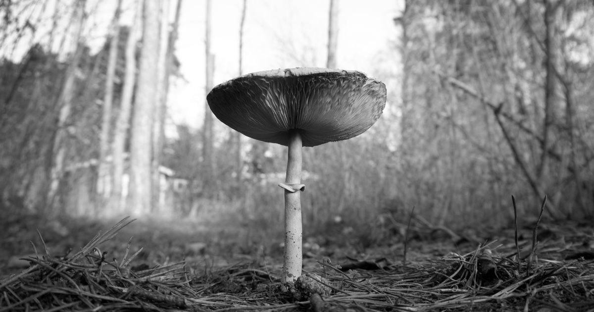 Paul Quant - Series | Galleri Duerr