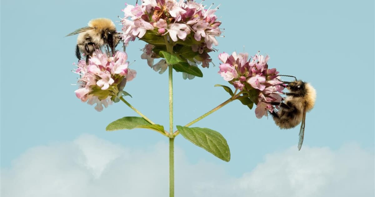 Art fair: VOLTA Basel 12: Tadhg McSweeney, Ulrich Vogl and Michael ...