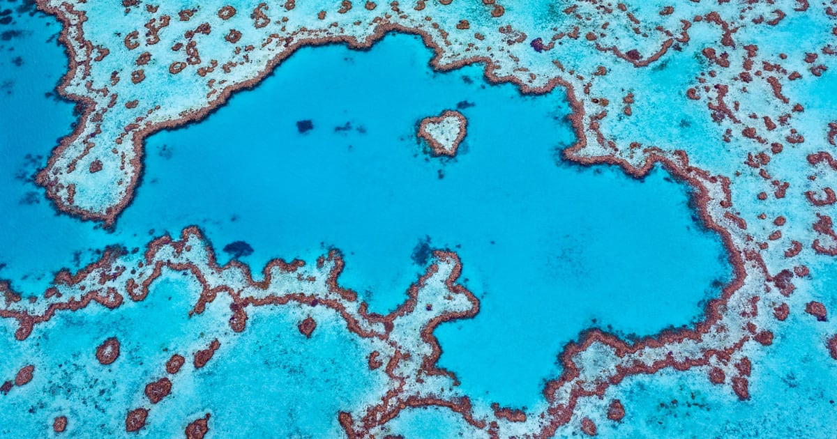 Ingo Arndt - Works | SmithDavidson Gallery