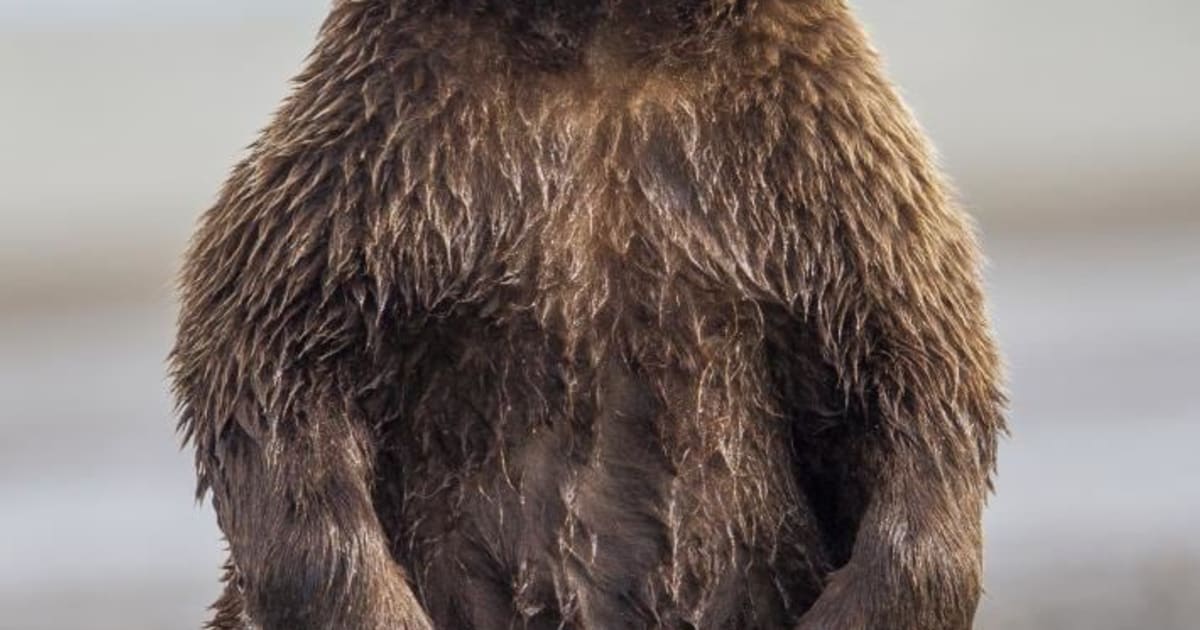 Grizzly | SmithDavidson Gallery