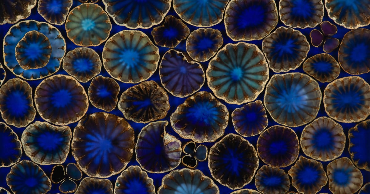 Mayme Kratz | January 4 - February 22, 2025 | Lisa Sette Gallery