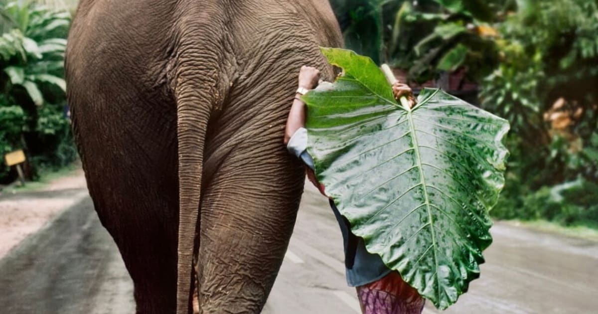 Steve McCurry - Works | The Hulett Collection