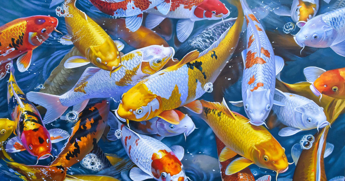 Chung Shek, Koi in blue | NOVA