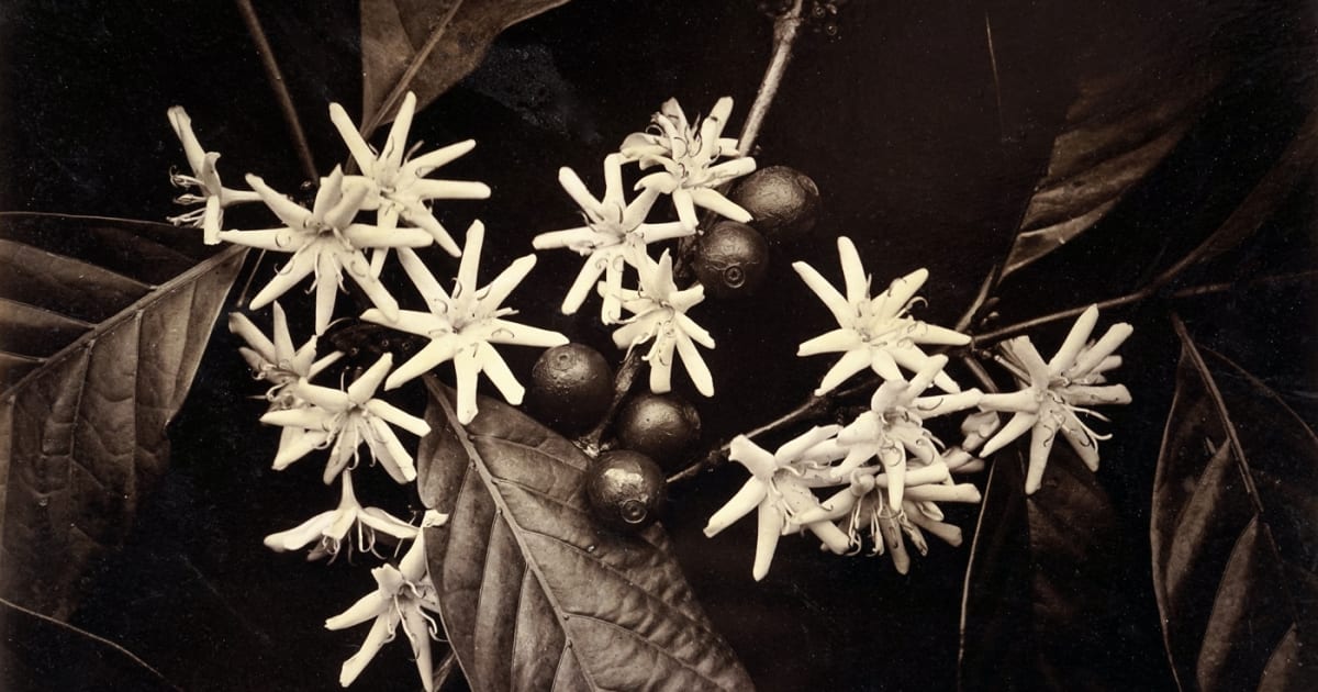 Charles Scowen - Overview | Peter Fetterman Gallery