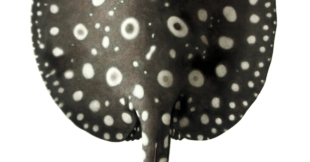 Works - Jonathan Delafield Cook | Purdy Hicks Gallery