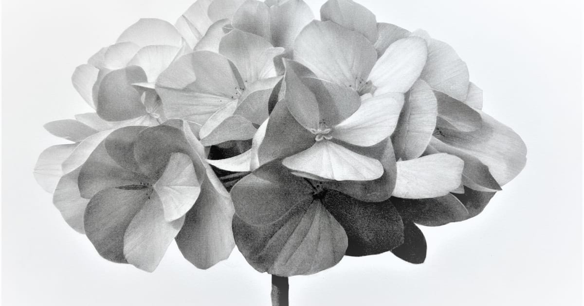 Jonathan Delafield Cook - Works | Purdy Hicks Gallery