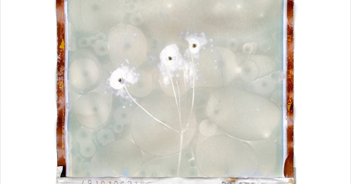 Gohar Dashti - Disappearing Nature | Robert Klein Gallery