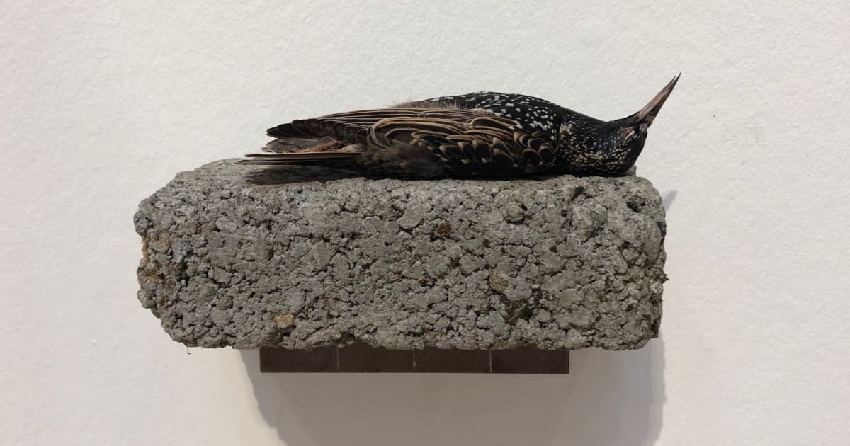 Iona Brown - Works | Royal Scottish Academy