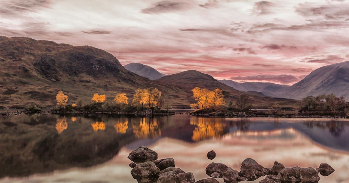 Adrian Houston | Birch Tree | The Tree Art Gallery