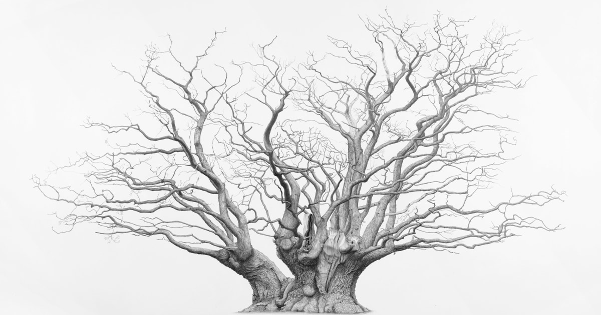 Mark Frith | Drawings of Trees | The Tree Art Gallery