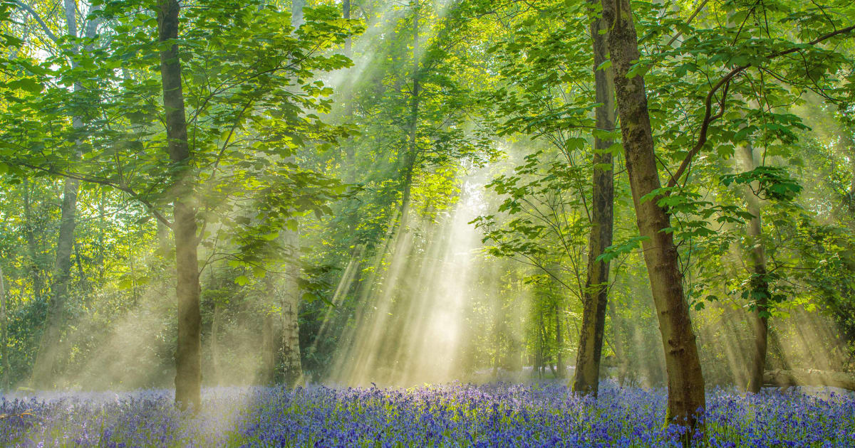 Adrian Houston - Works | The Tree Art Gallery