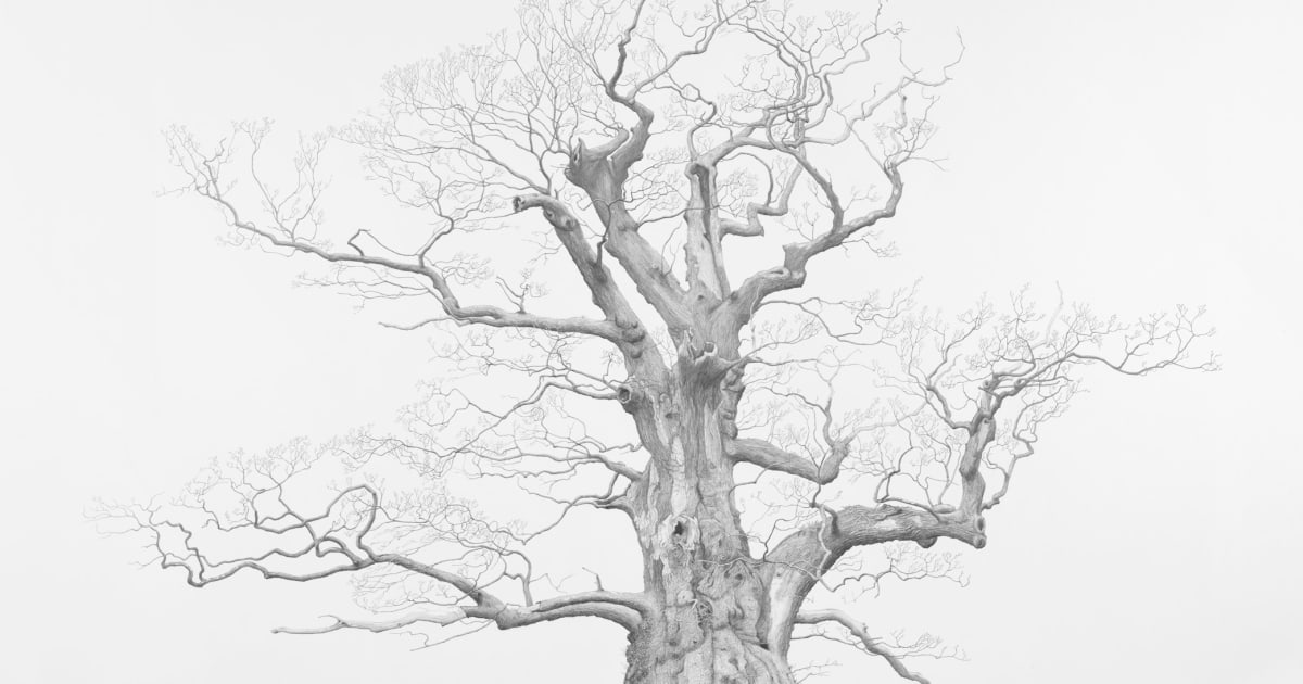 Mark Frith - Exhibitions | The Tree Art Gallery