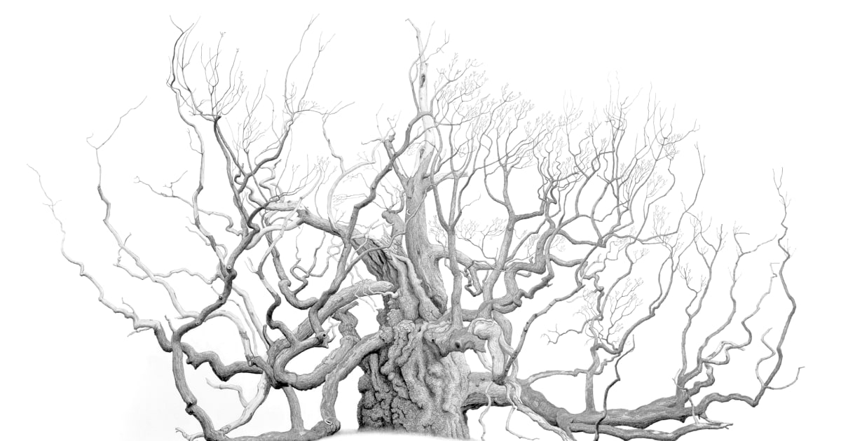 Mark Frith | Drawings of Trees | The Tree Art Gallery
