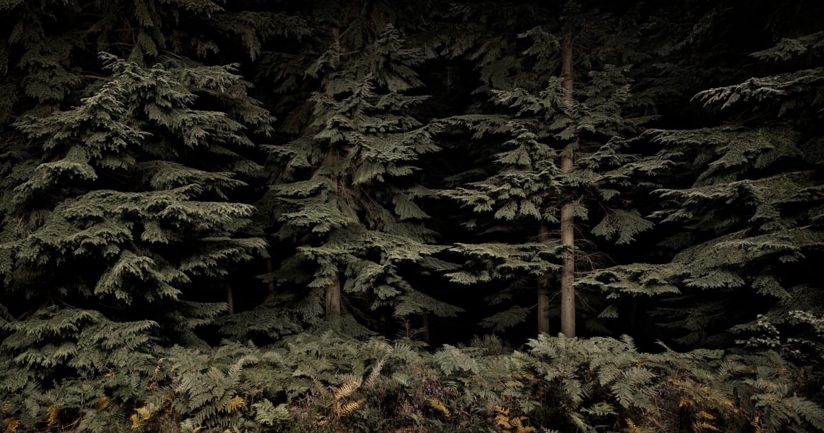 Photography of Trees | The Tree Art Gallery