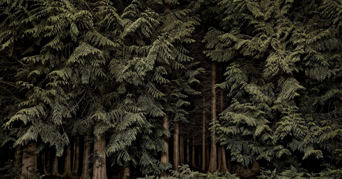 Jasper Goodall | Photography of Trees | The Tree Art Gallery