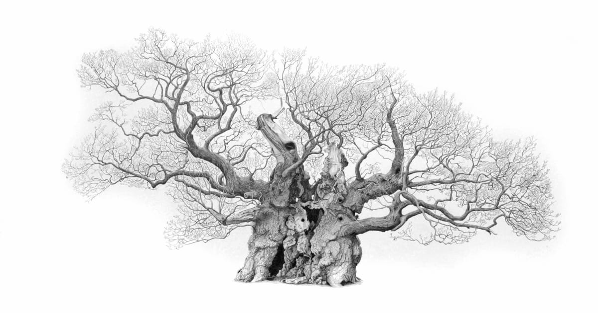 Tree Art Artists Inspired by Trees and Woodland | The Tree Art Gallery