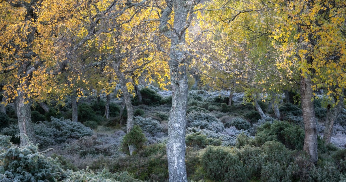 Tree Art Artists Inspired by Trees and Woodland | The Tree Art Gallery