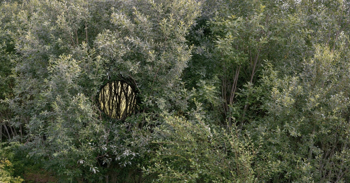 Contemporary Tree Art: The Tree Art Gallery