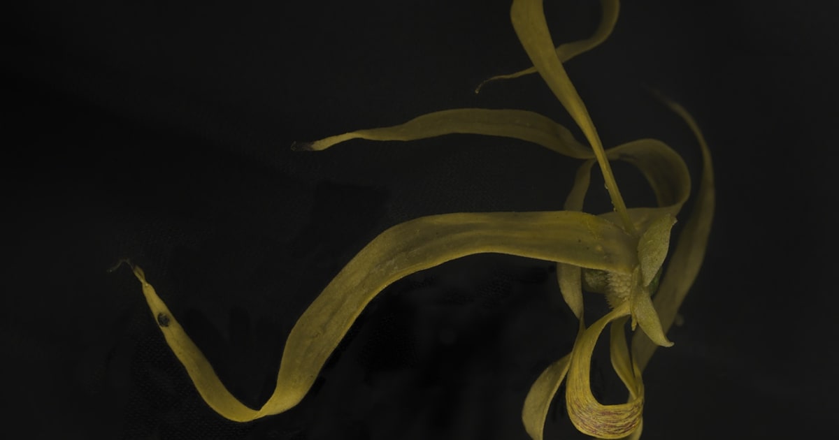 Fiona Pardington | Mokosoi | 15 June - 16 July 2016 | {Suite} Gallery