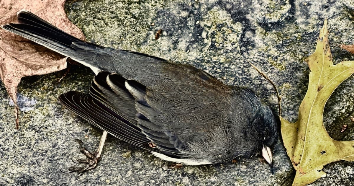 Works - Jean Mason: Resting, at Peace | Bruno David Gallery