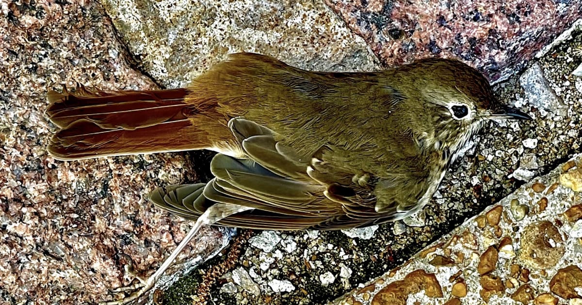 Works - Jean Mason: Resting, at Peace | Bruno David Gallery