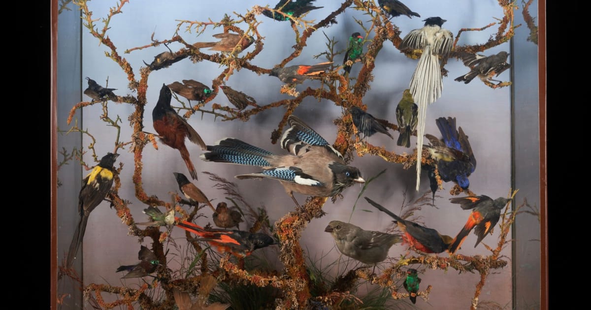 The Legacy of Roland Ward | Spectandum