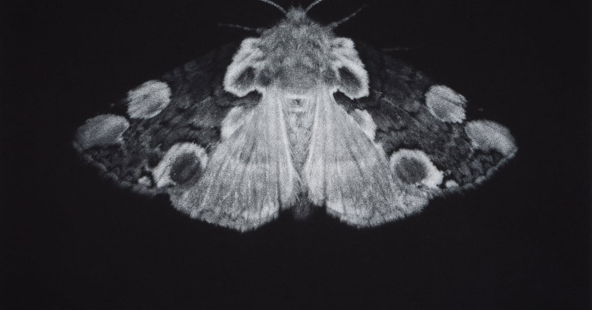 Sarah Gillespie - Overview | Velarde | Contemporary Art Gallery in ...