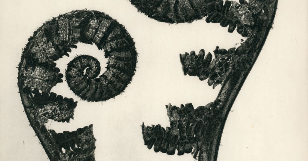 KARL BLOSSFELDT | 23 June - 25 September 2015 | Michael Hoppen Gallery