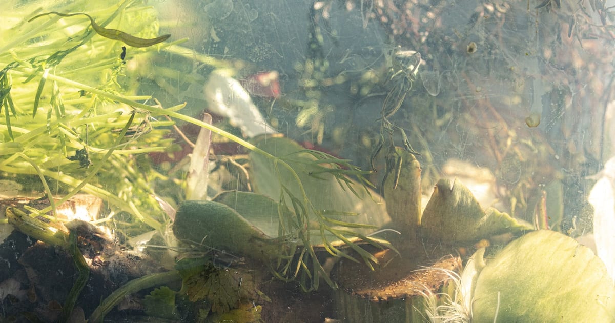 Affiliated Artists Initiatives