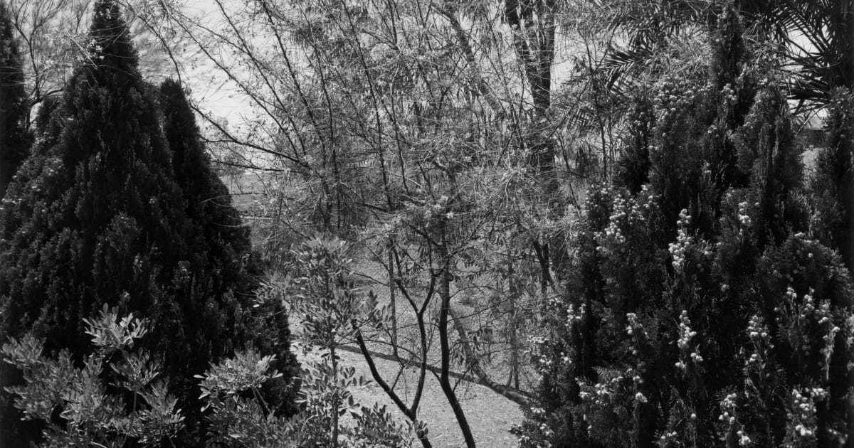 Lee Friedlander - Works | Etherton Gallery