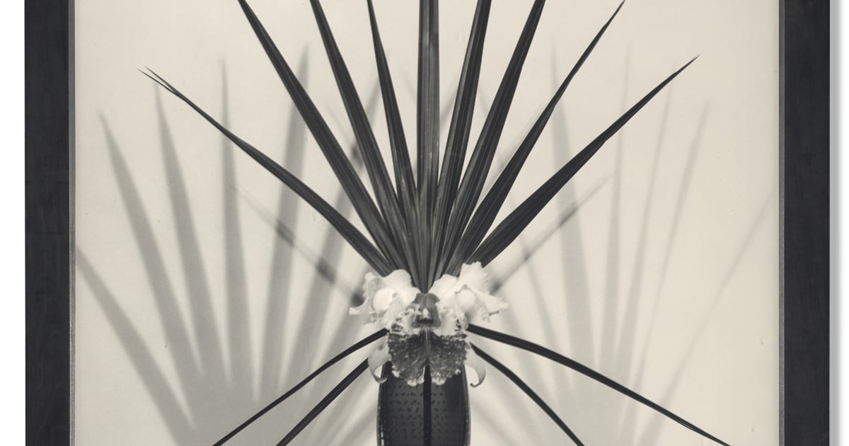 Robert Mapplethorpe - Works | Galerie Lefebvre New York