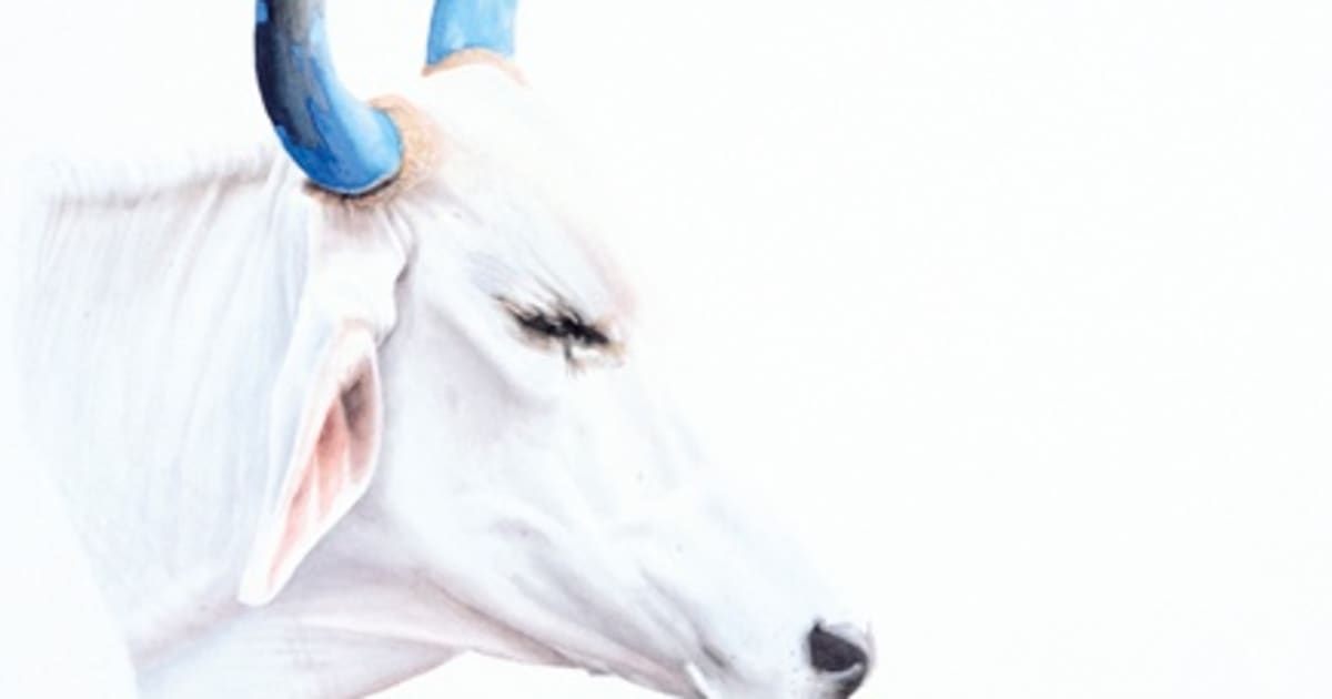 Peter Haslam - Fox : White - Overview | Jonathan Cooper