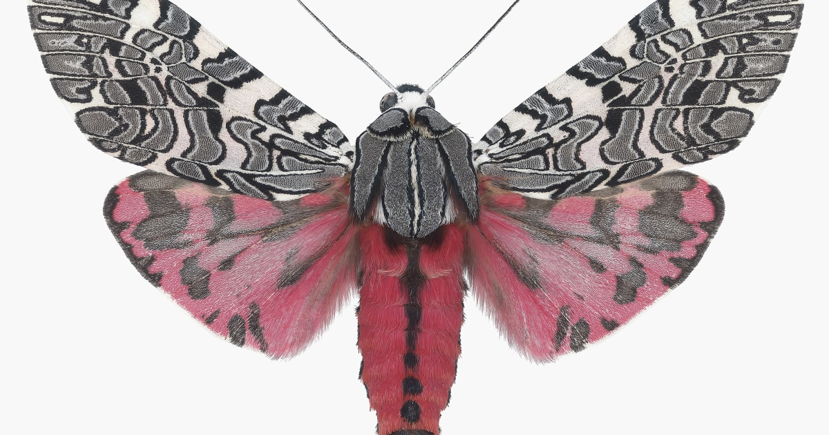 Joseph Scheer - Overview | Kenise Barnes Fine Art