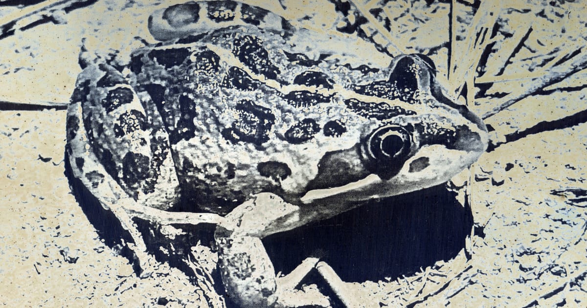 Ramsay Art Prize 2025 - Overview | N.Smith Gallery