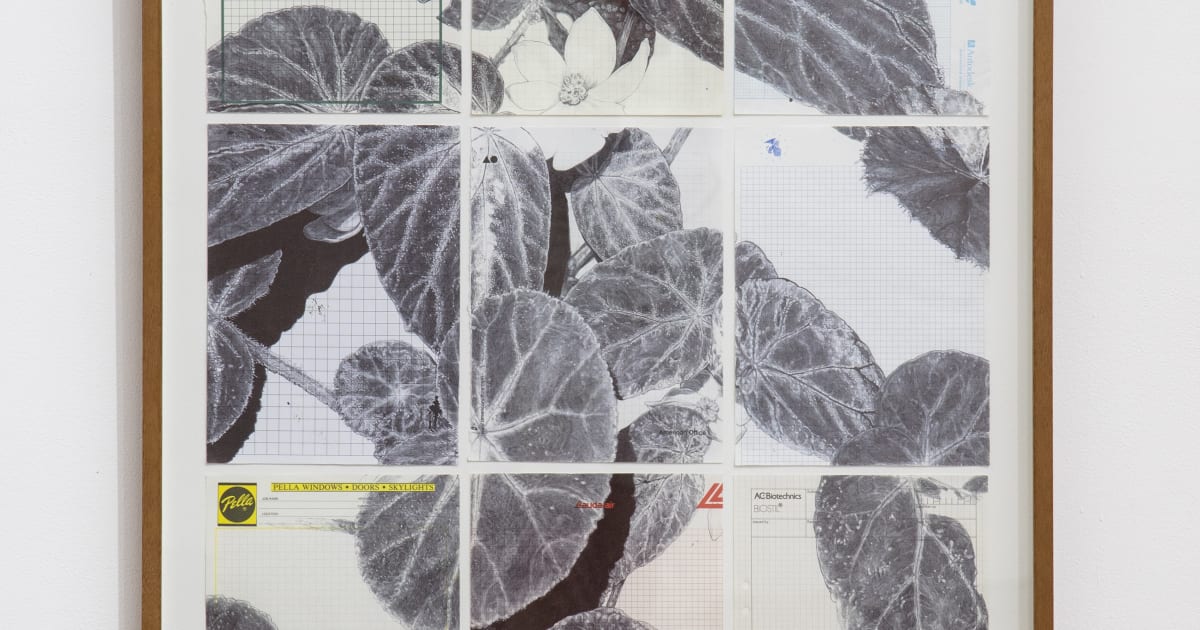 Neva Hosking: The Last Garden on Loftus Crescent. - Overview | N.Smith ...